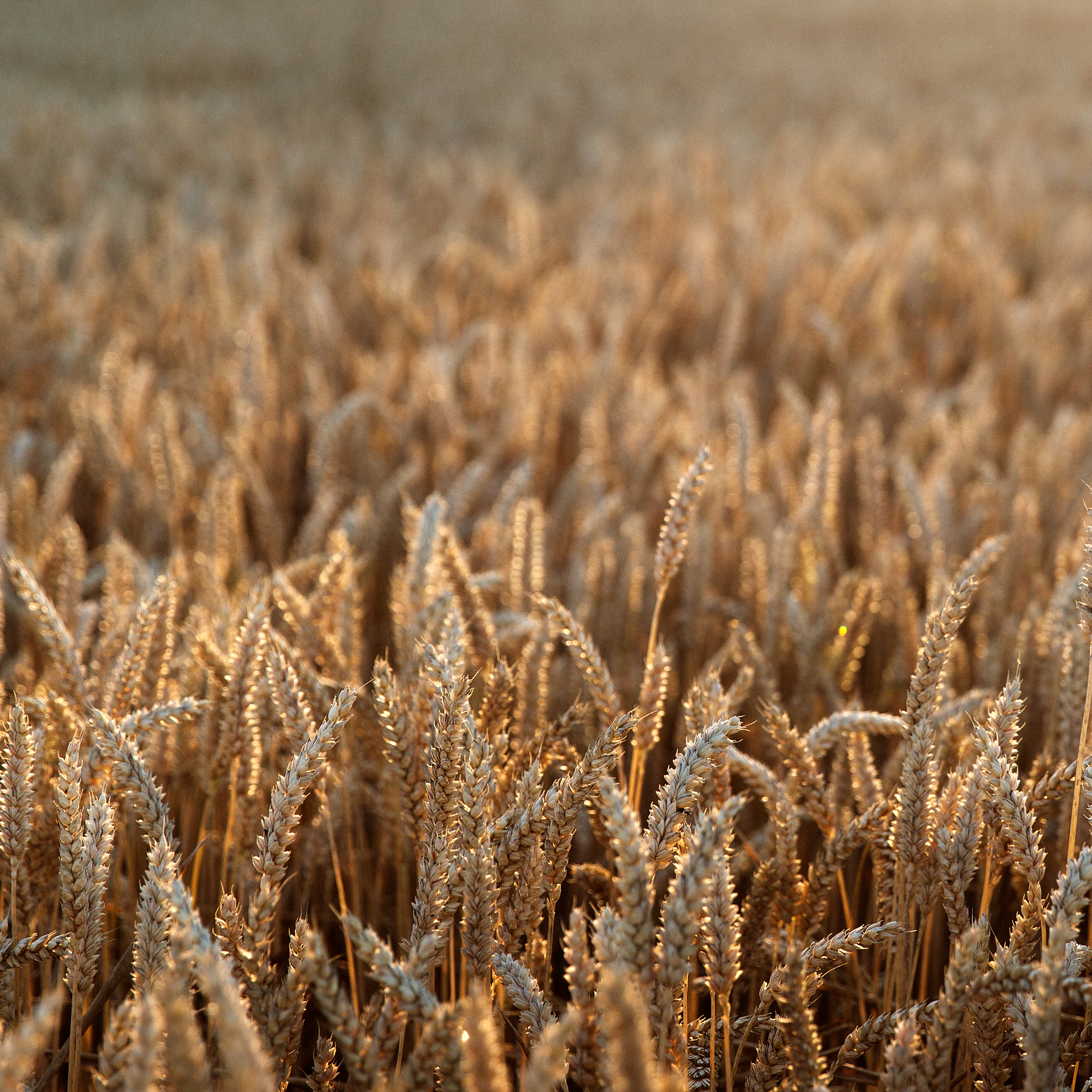 Absolut One Source Story - Absolut Vodka