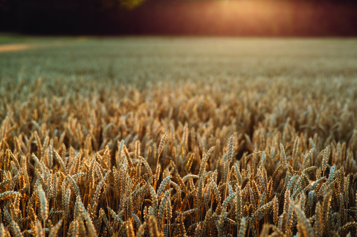 What’s on the menu of our Wheat programme? - Absolut Vodka